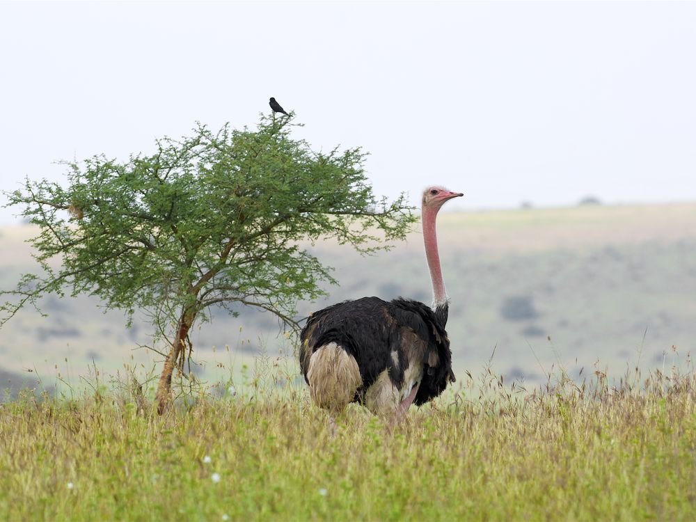 How Did the Ostrich Cross the Ocean? Its Ancestors Flew There ...