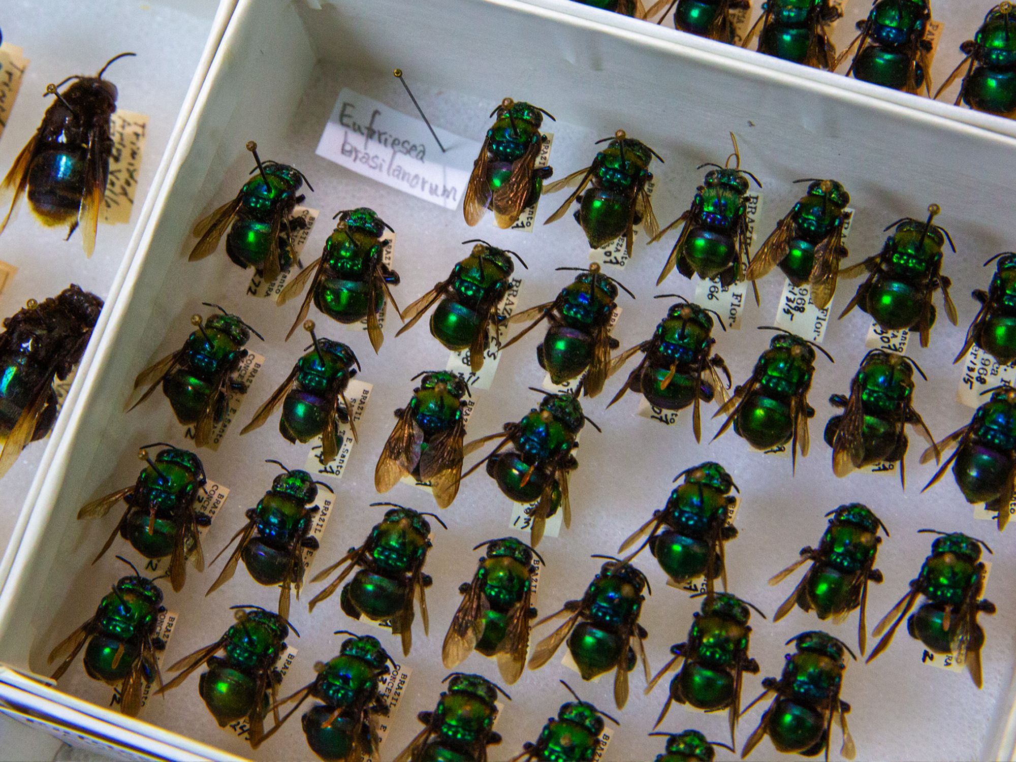 Nature’s Copycats: What Cryptic Insects Reveal About Tropical ...