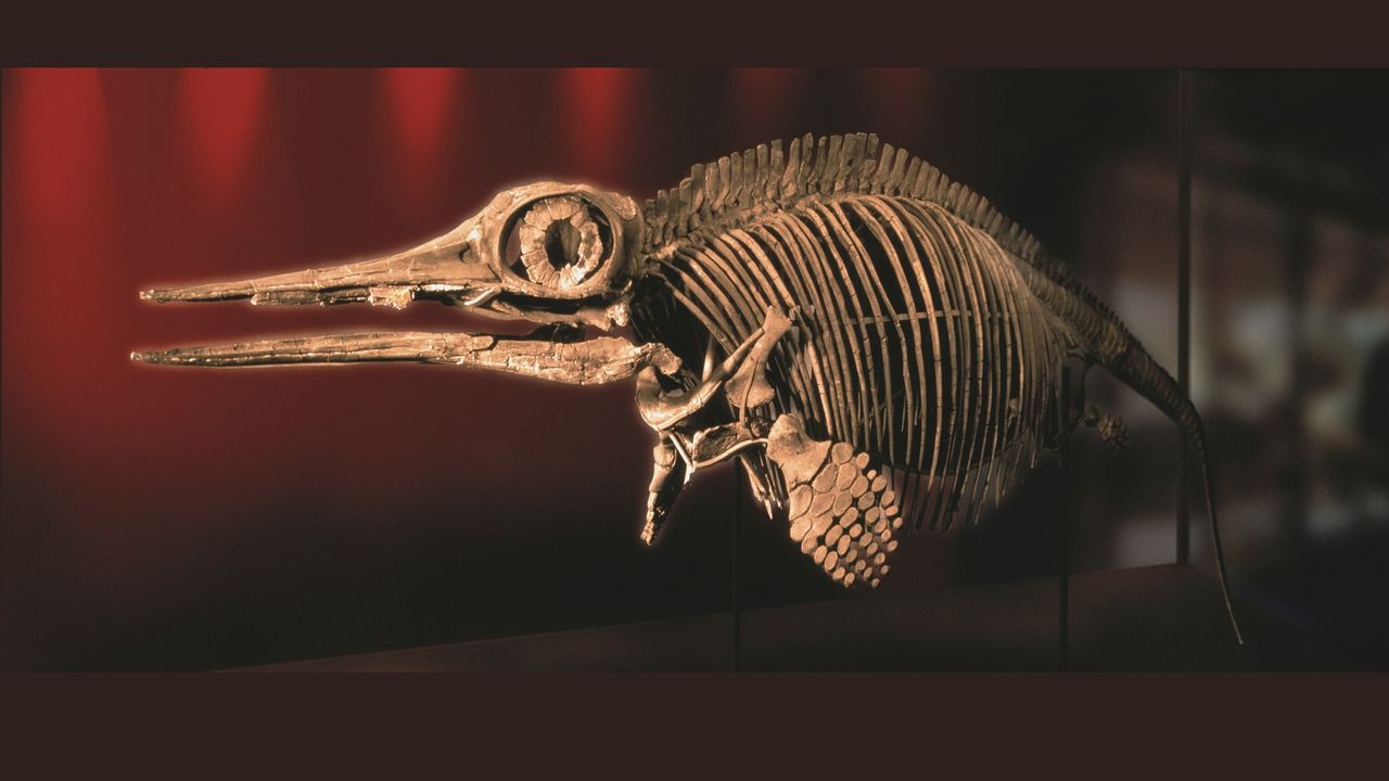 ophthalmosaurus skeleton