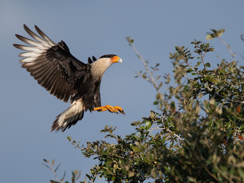 Crested caracara flying into tree | Smithsonian Photo Contest ...