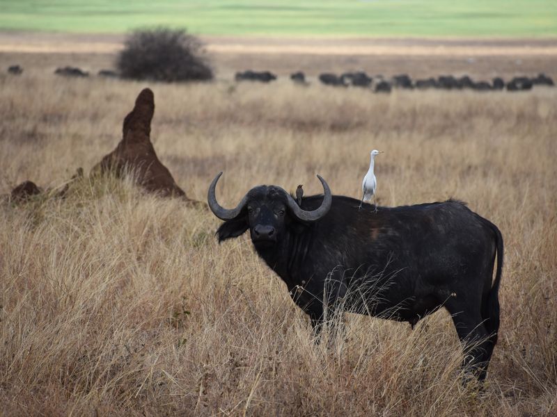 Buffalo and bird | Smithsonian Photo Contest | Smithsonian Magazine