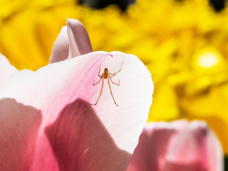 Spider on a Flower | Smithsonian Photo Contest | Smithsonian Magazine