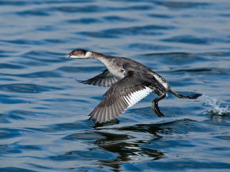 A startled Eared Grebe running for take off. | Smithsonian Photo ...