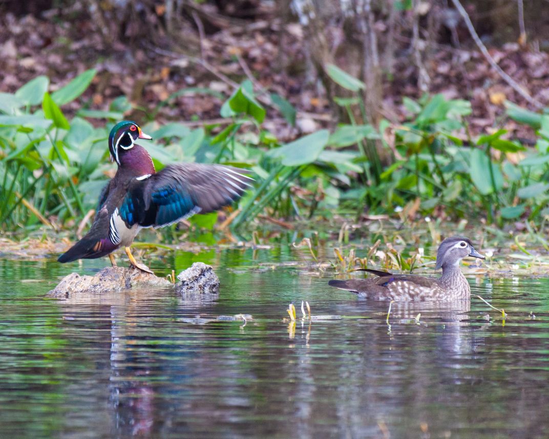 Wood Duck Pair | Smithsonian Photo Contest | Smithsonian Magazine