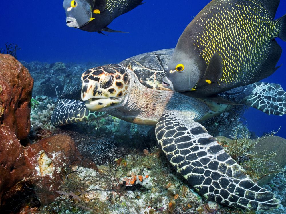 Hawksbill turtle with facial scar hangs on in a strong currenct to ...