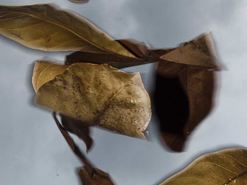 Drop leaves. I took the drop leaves out side and I throw the leaves and ...