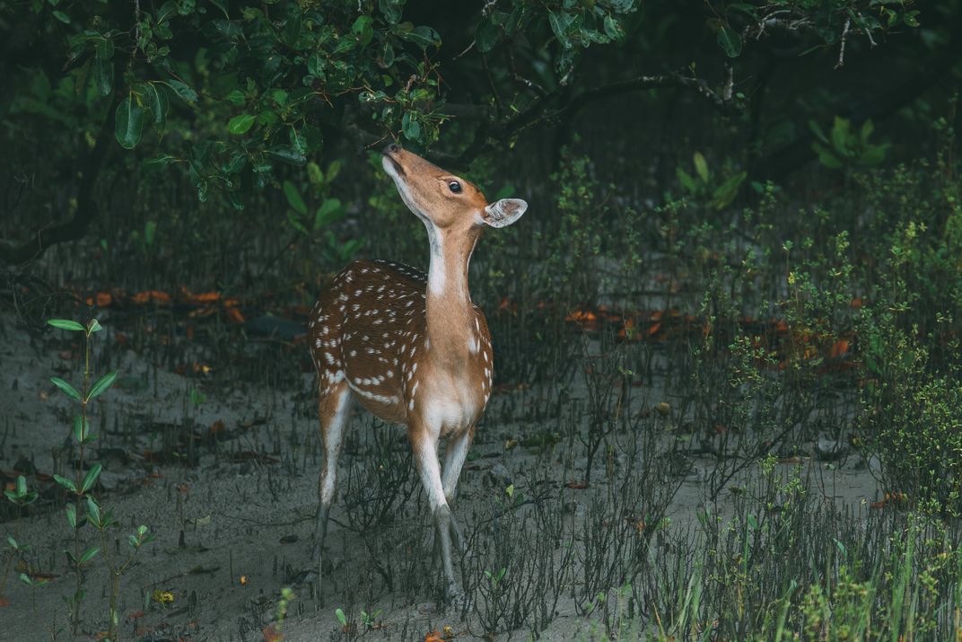 Eyes of the doe | Smithsonian Photo Contest | Smithsonian Magazine