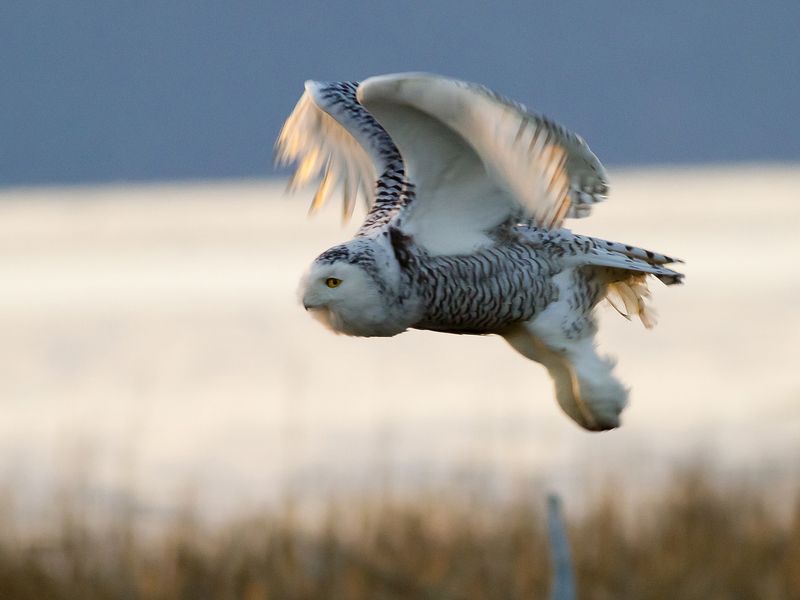 Snowy Owl Flight at Sunset | Smithsonian Photo Contest | Smithsonian ...