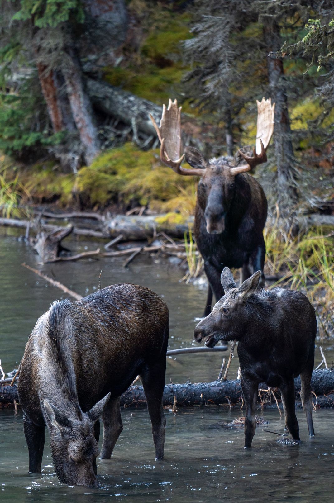A Morning in a Moose Family's Living Room | Smithsonian Photo Contest ...