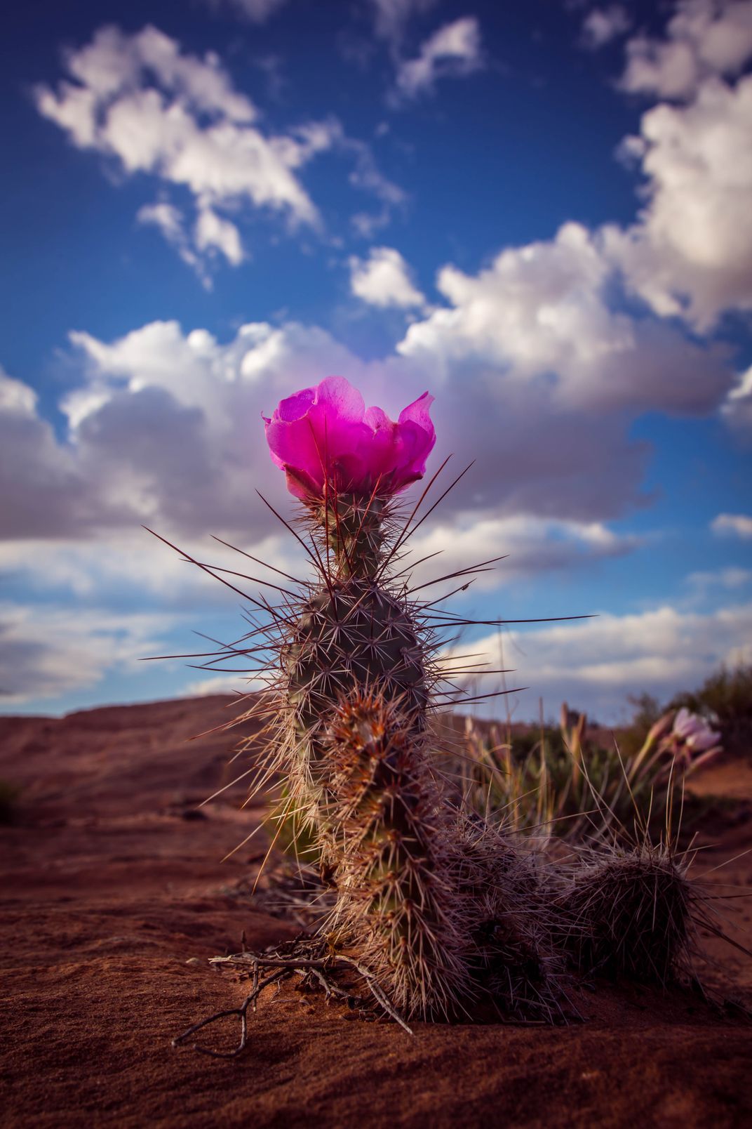 Baby Prickly Pear in Page, AZ | Smithsonian Photo Contest | Smithsonian ...
