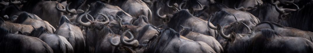 A crowd of Wildebeest, in Tanzania. | Smithsonian Photo Contest ...