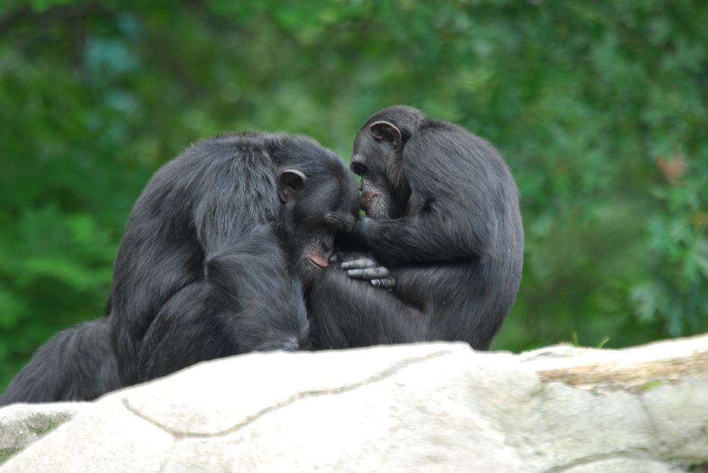 two chimps