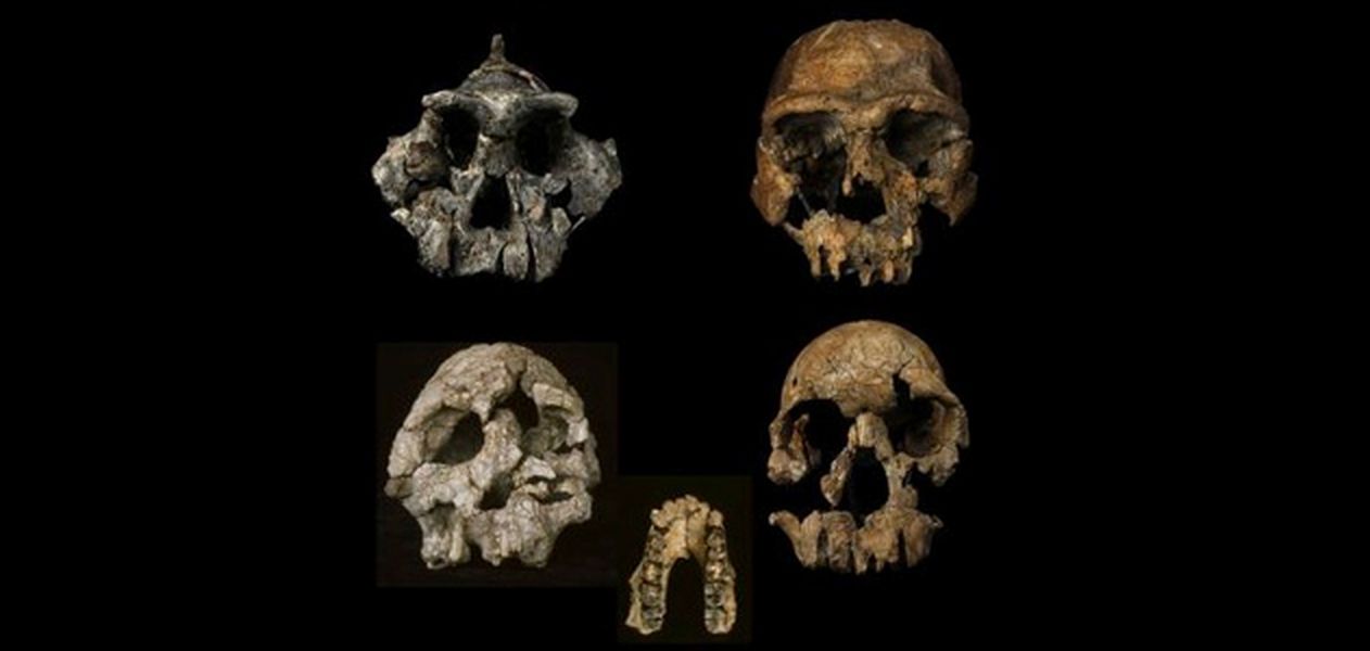 Human Ancestors Grazed on Grass