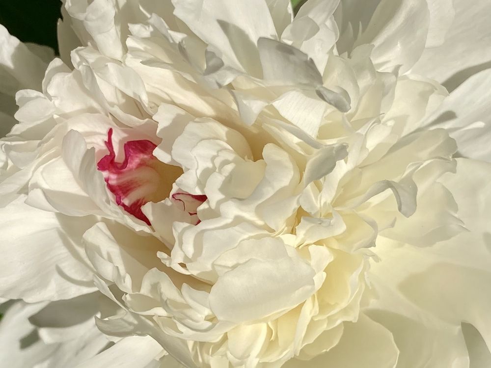 Flower | Smithsonian Photo Contest | Smithsonian Magazine