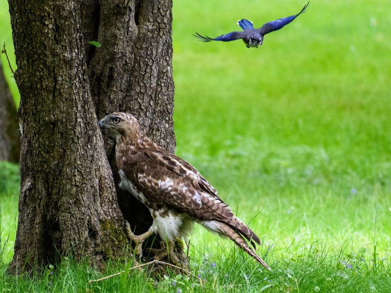Blue jay defending nest from hawk. | Smithsonian Photo Contest ...