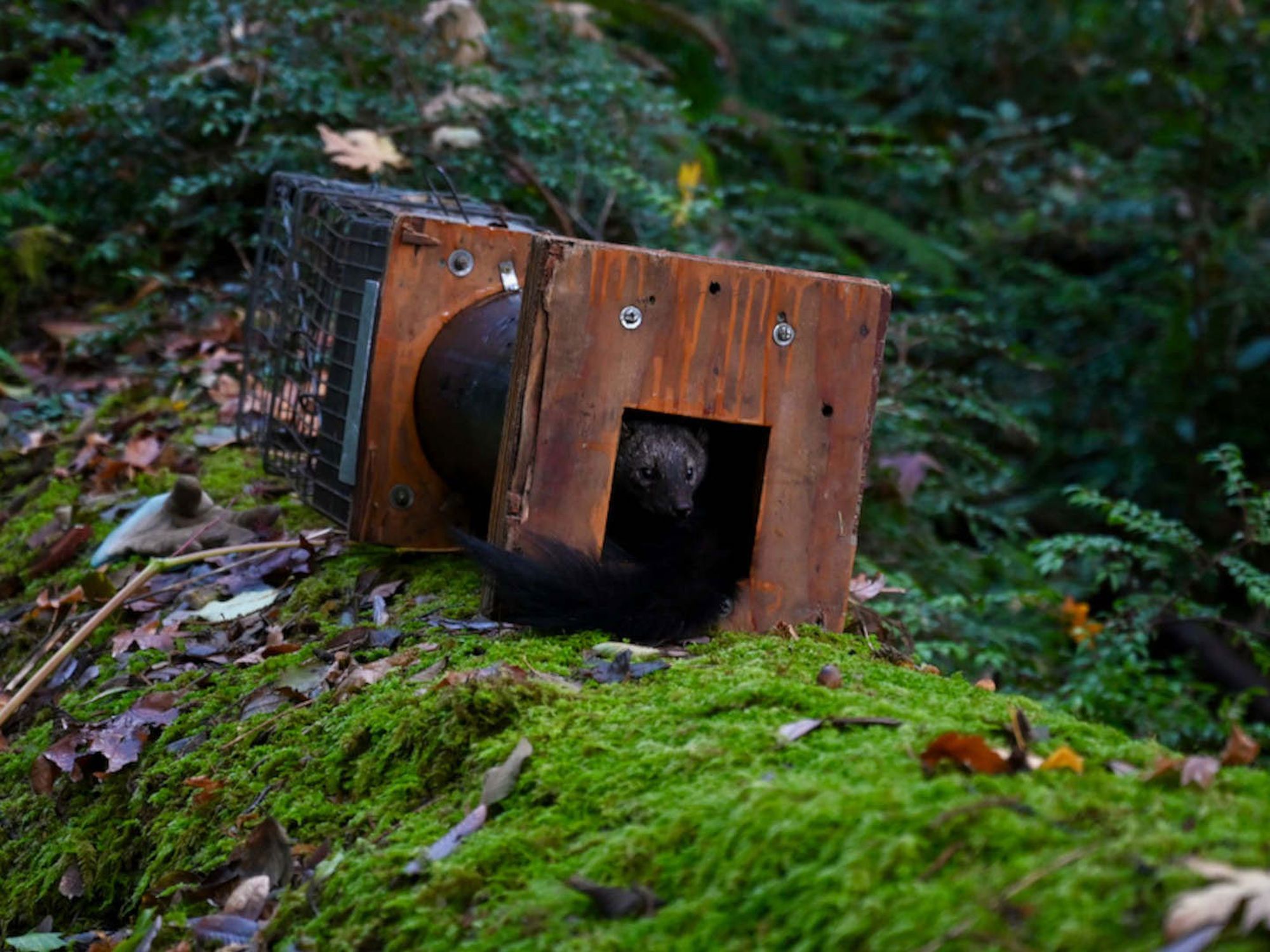 Inside the Hoopa Valley Tribe's Quest to Understand a Rare Carnivore