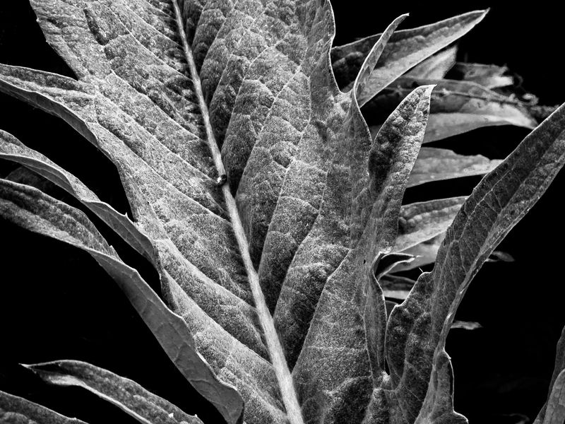 Feather Leaf | Smithsonian Photo Contest | Smithsonian Magazine