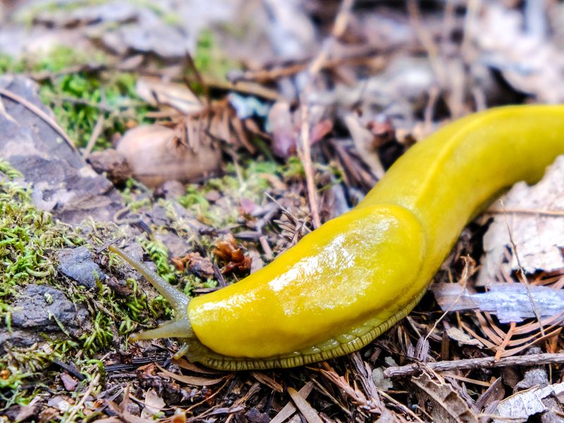 The slimy banana slug | Smithsonian Photo Contest | Smithsonian Magazine