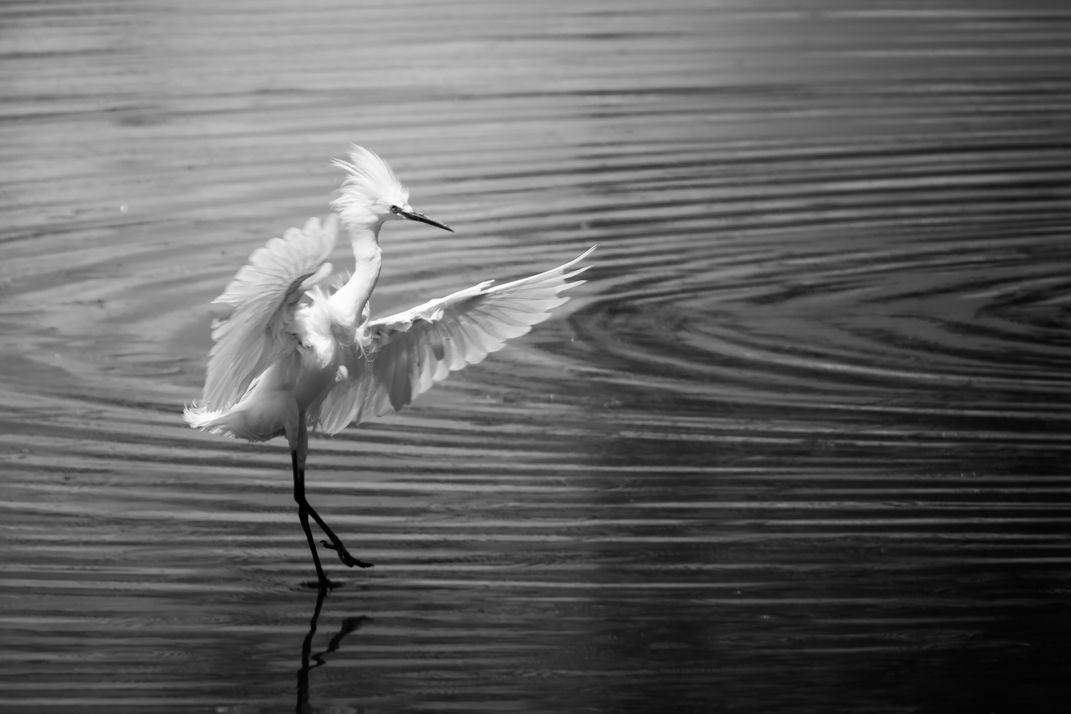 The Egret Dance | Smithsonian Photo Contest | Smithsonian Magazine