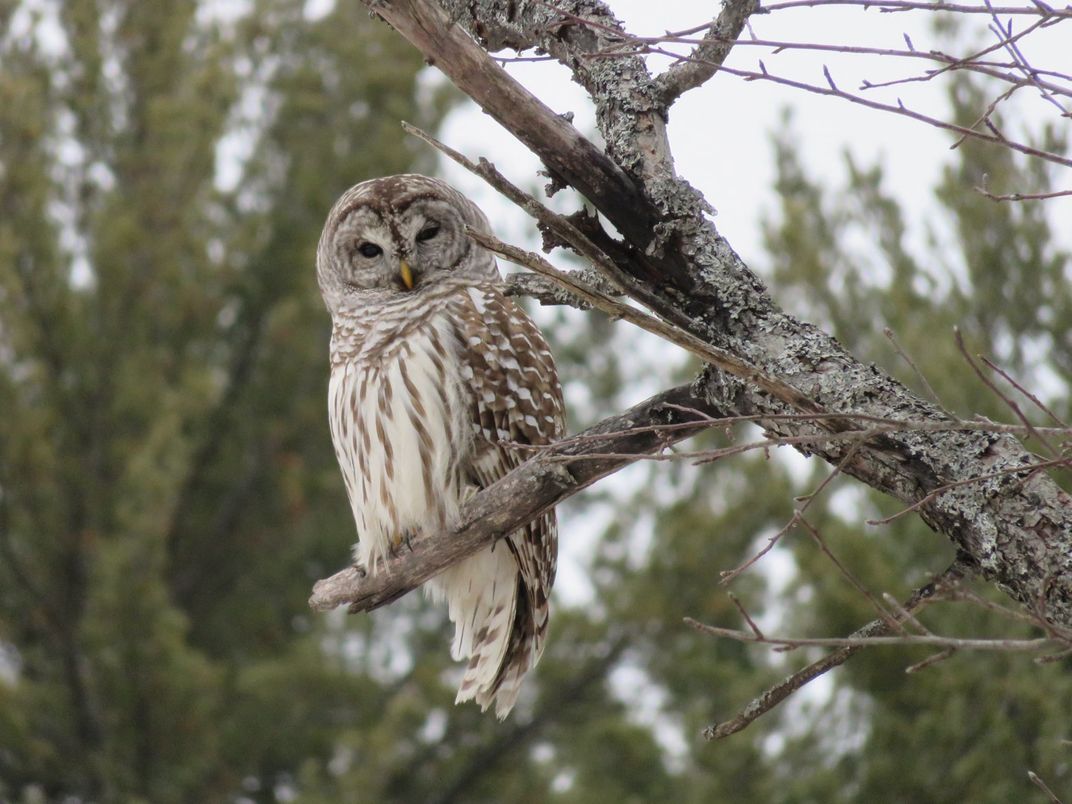 Barred owl in Fitzwilliam NH | Smithsonian Photo Contest | Smithsonian ...