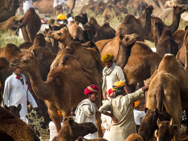 Of Camels & Man | Smithsonian Photo Contest | Smithsonian Magazine