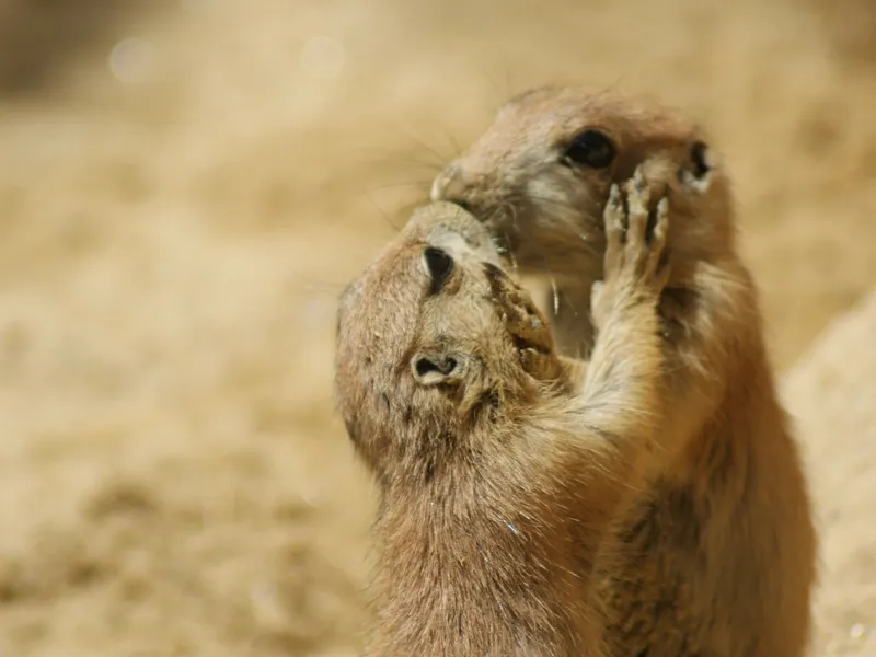 2 prairie dogs kissing eachother good morning. | Smithsonian Photo ...
