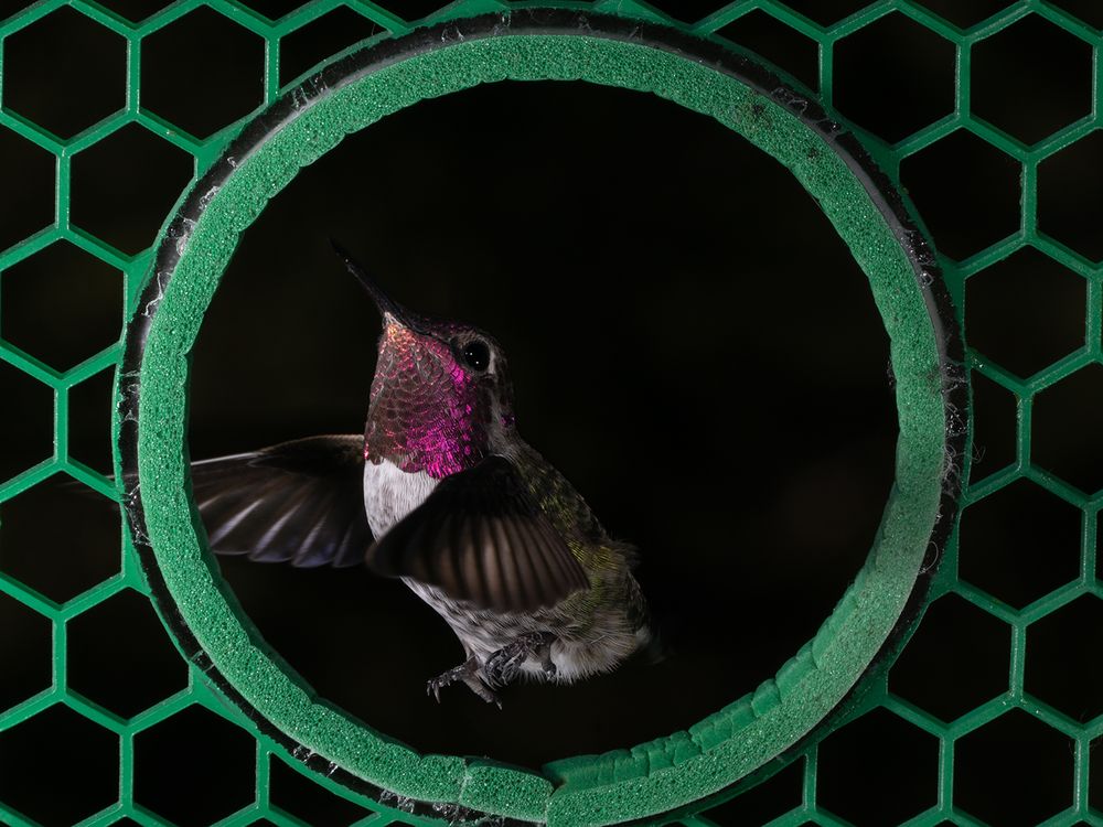 Hummingbird Flying Up The Hummingbird Wing Beat Challenge | Audubon