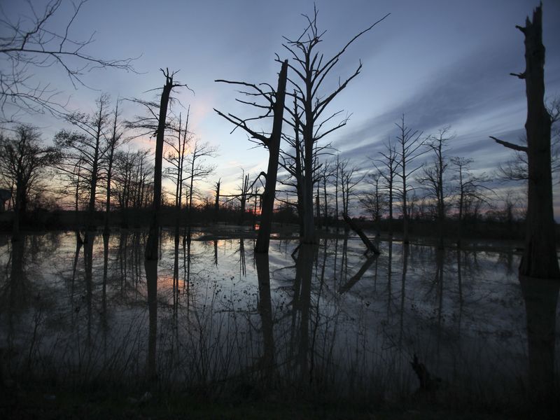 A swamp area in the Delta in Mississippi. Just north of Clarksdale ...