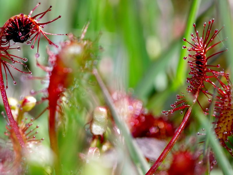 Sundew with prey | Smithsonian Photo Contest | Smithsonian Magazine