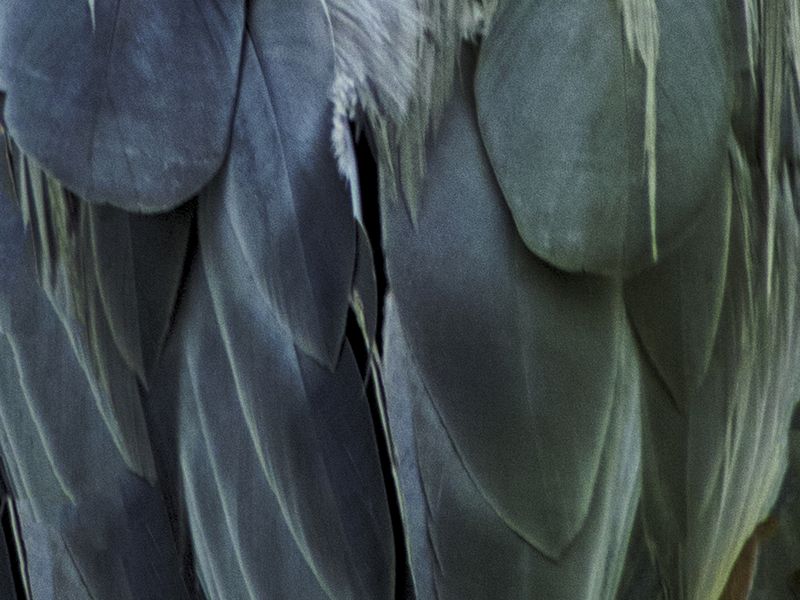 Abstract of Blue Heron Feathers | Smithsonian Photo Contest ...