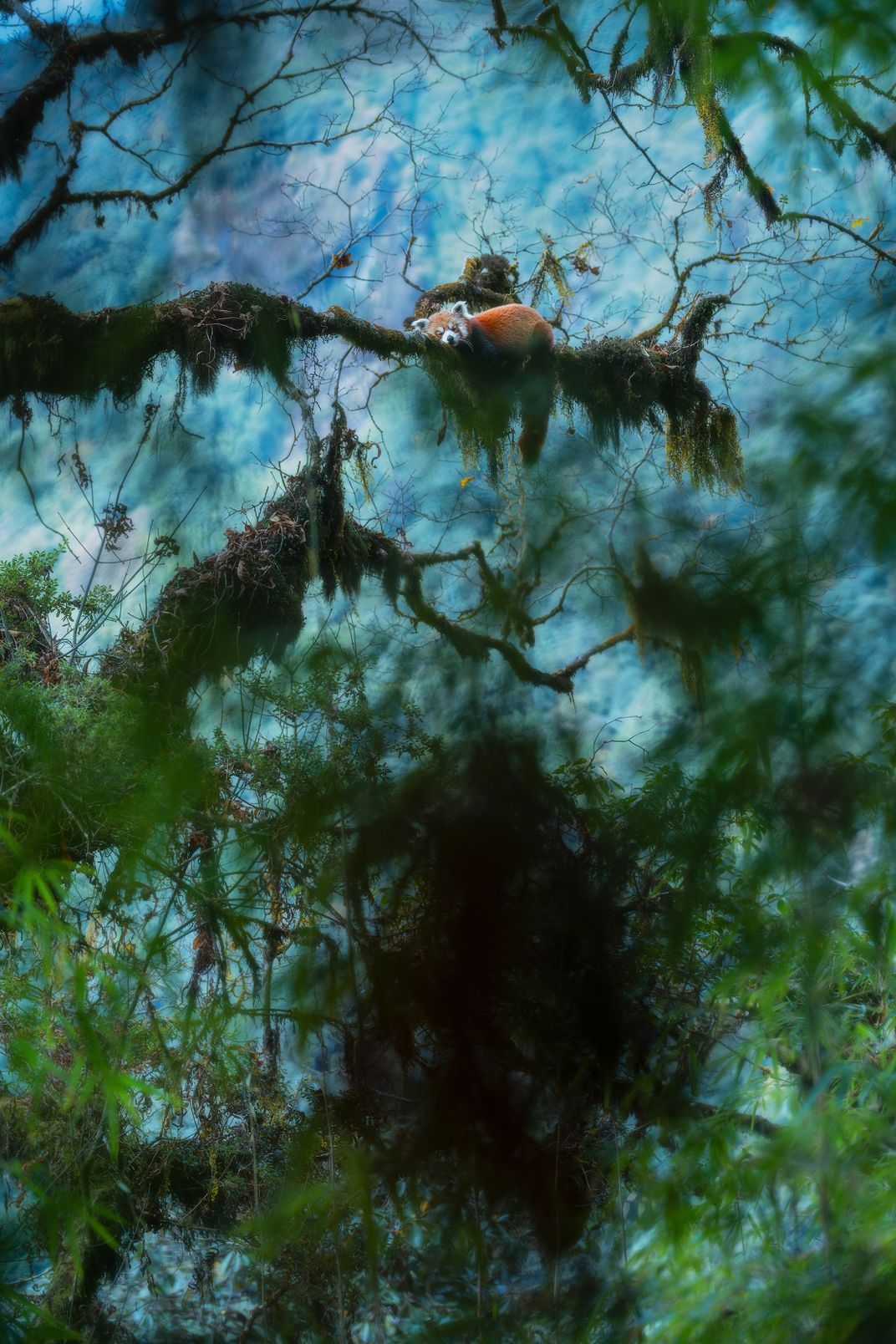 Perfect bed For Red Panda | Smithsonian Photo Contest | Smithsonian ...