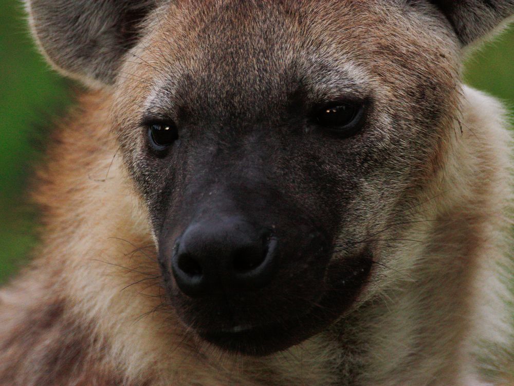 Hyena in the green | Smithsonian Photo Contest | Smithsonian Magazine