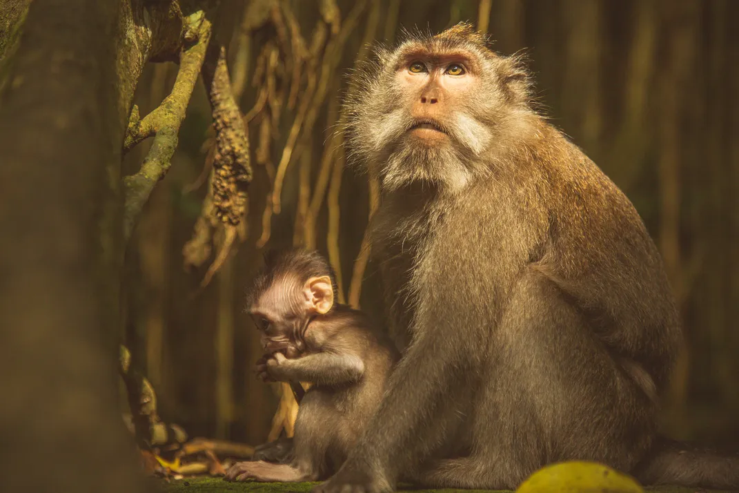 Monkey looking to the sunlight | Smithsonian Photo Contest ...