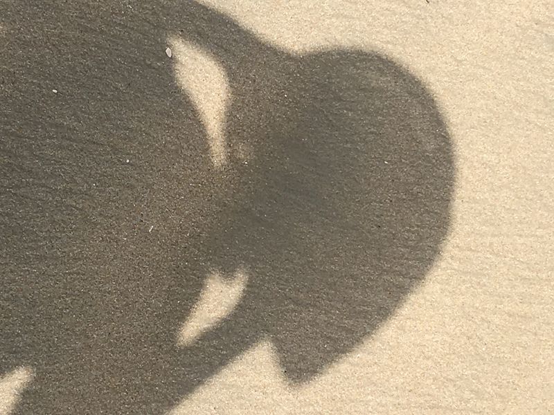 Shadow Selfie | Smithsonian Photo Contest | Smithsonian Magazine