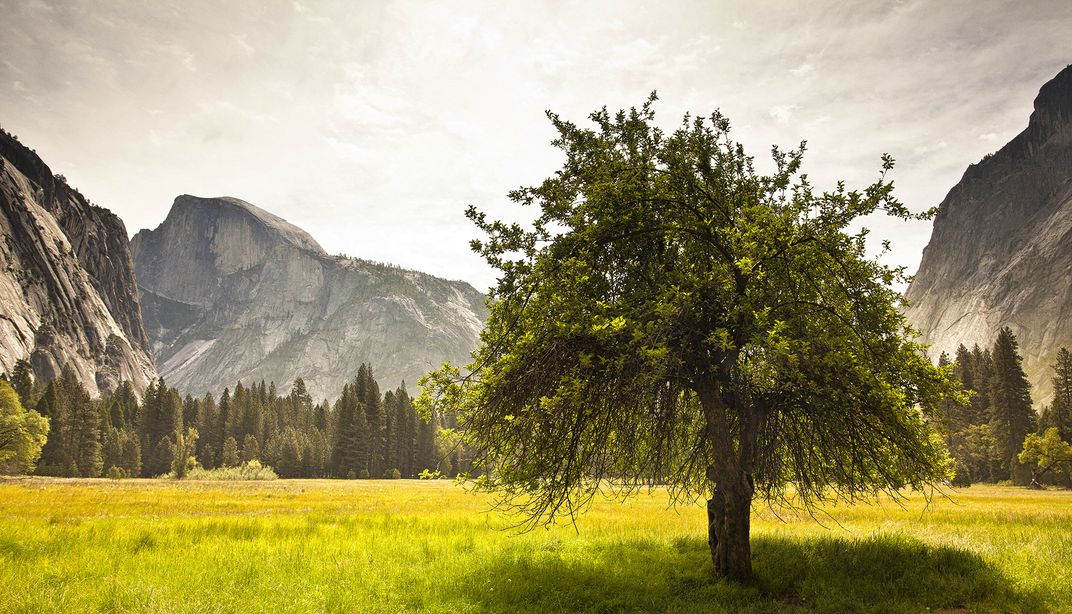 Lone tree in Yosemite Valley. Half Dome is visible on left. Part of ...