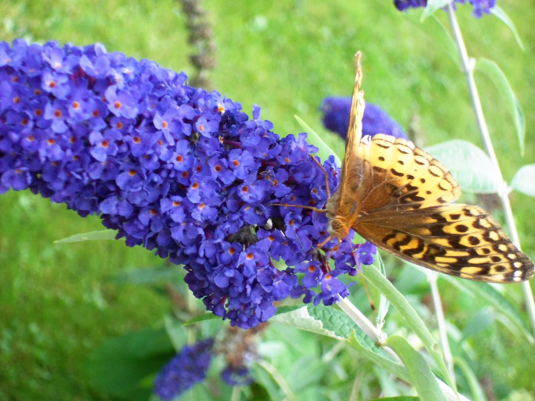 Flutter By Little Butterfly | Smithsonian Photo Contest | Smithsonian ...
