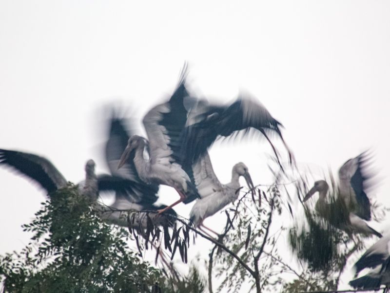 flying birs | Smithsonian Photo Contest | Smithsonian Magazine
