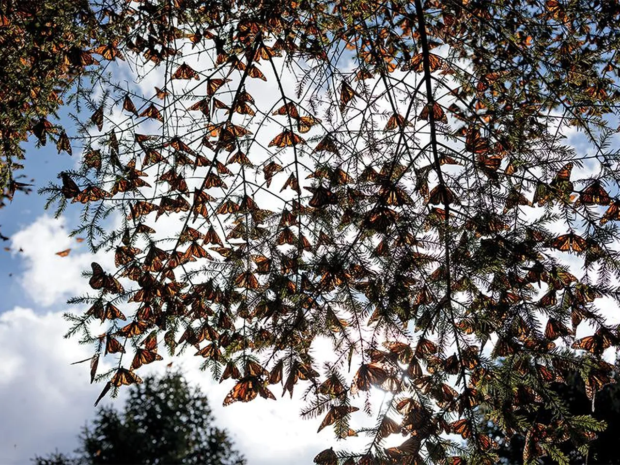 Monarch Butterfly Migration Tree