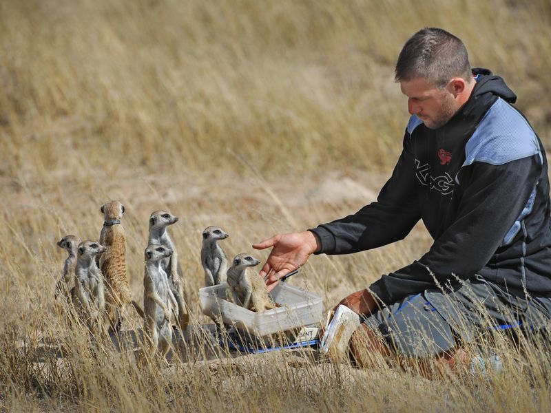 This was taken on the Meerkat project , where Scientist and volunteers ...