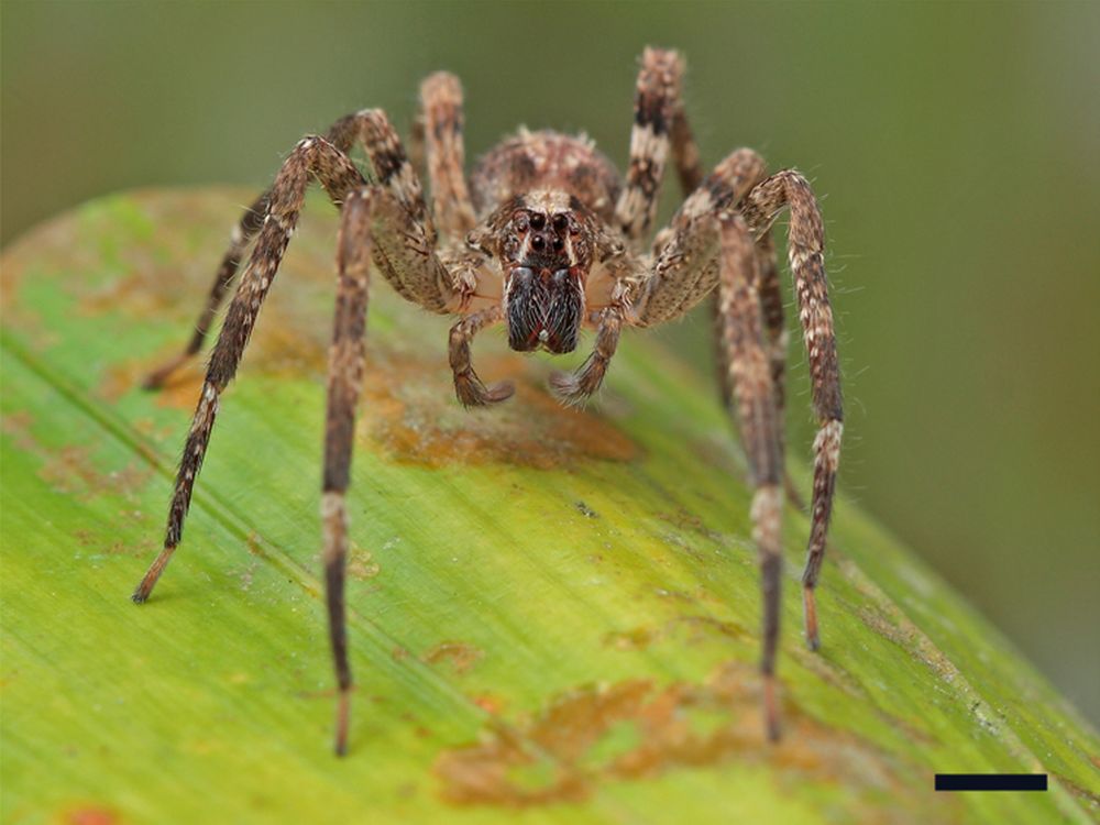 A Young Biologist Shares Her Love for Eight-Legged Creatures ...