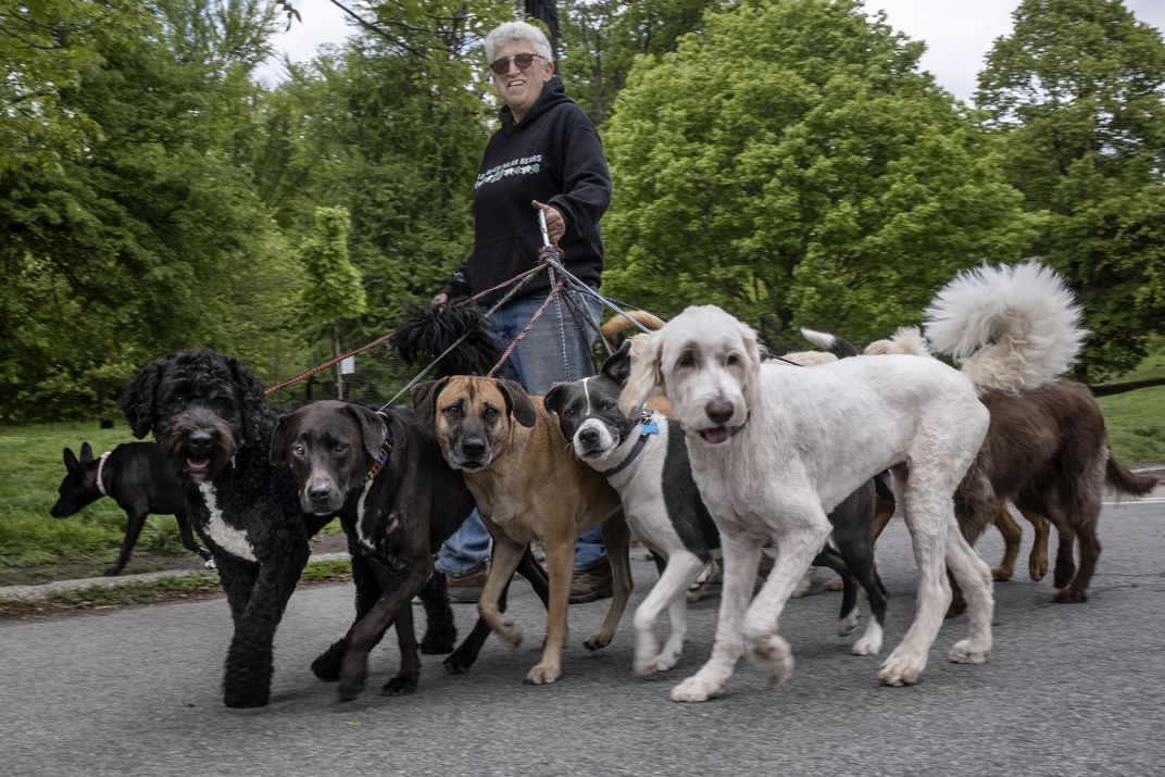 Dog Walking | Smithsonian Photo Contest | Smithsonian Magazine