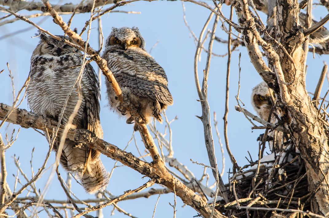 Tired mama owl and branching owlets near nest. | Smithsonian Photo ...