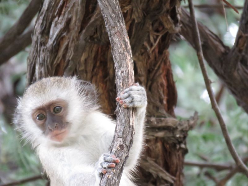 Curious Monkey | Smithsonian Photo Contest | Smithsonian Magazine