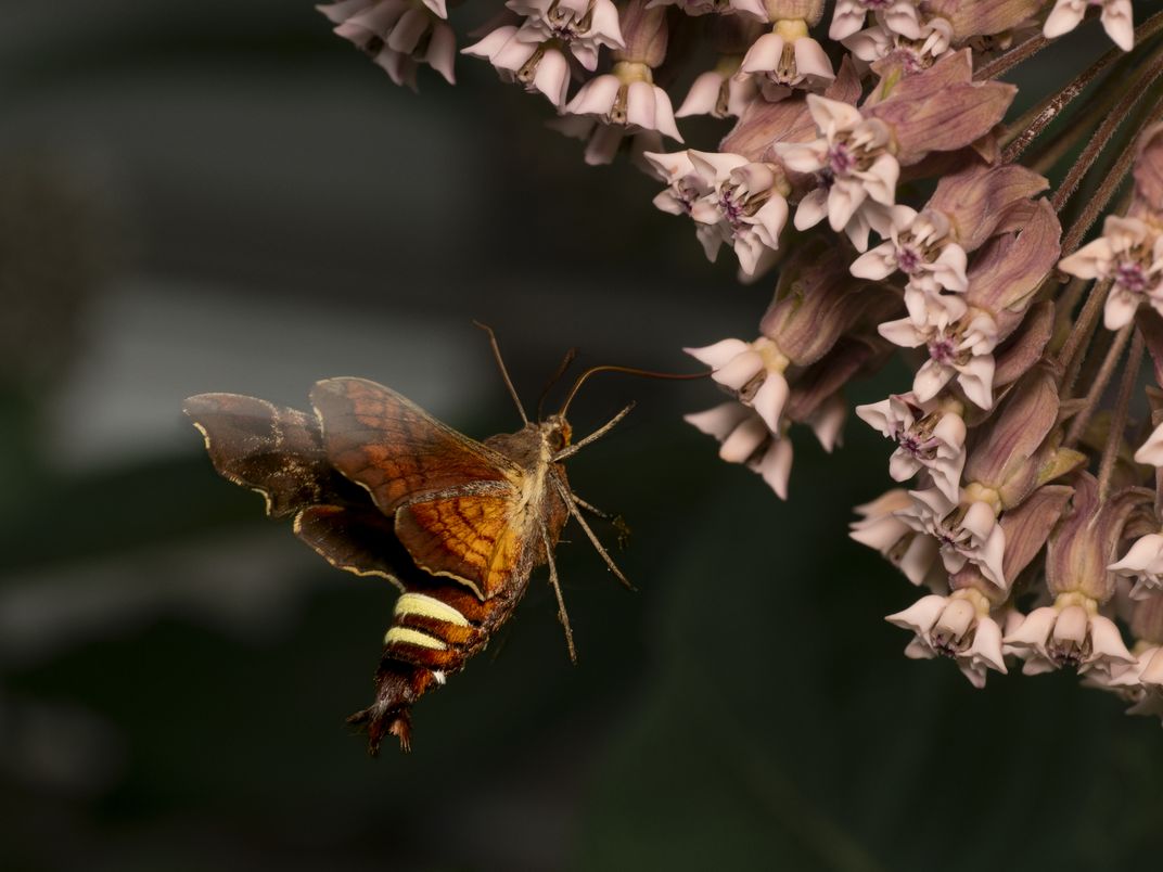 Nessus Sphinx Moth | Smithsonian Photo Contest | Smithsonian Magazine