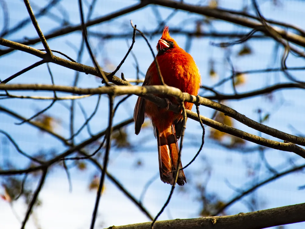 Cardinal on its perch | Smithsonian Photo Contest | Smithsonian Magazine