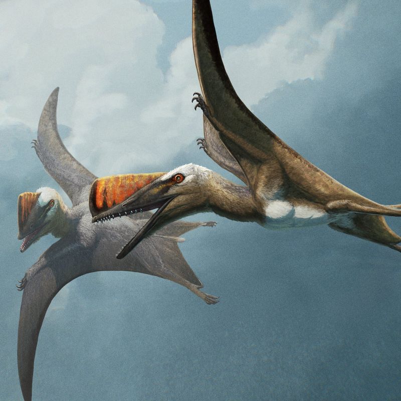 Pterosaur Information For Kids