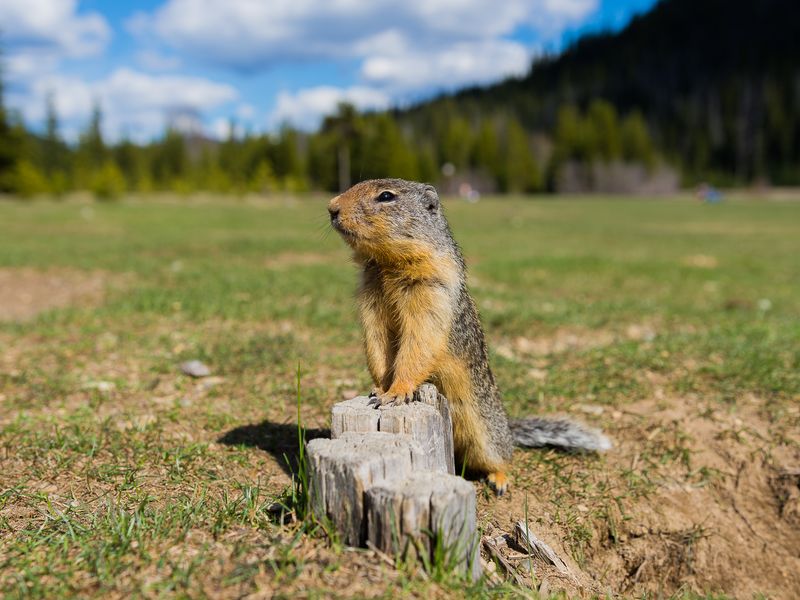 Majestic Ground Squirrel | Smithsonian Photo Contest | Smithsonian Magazine