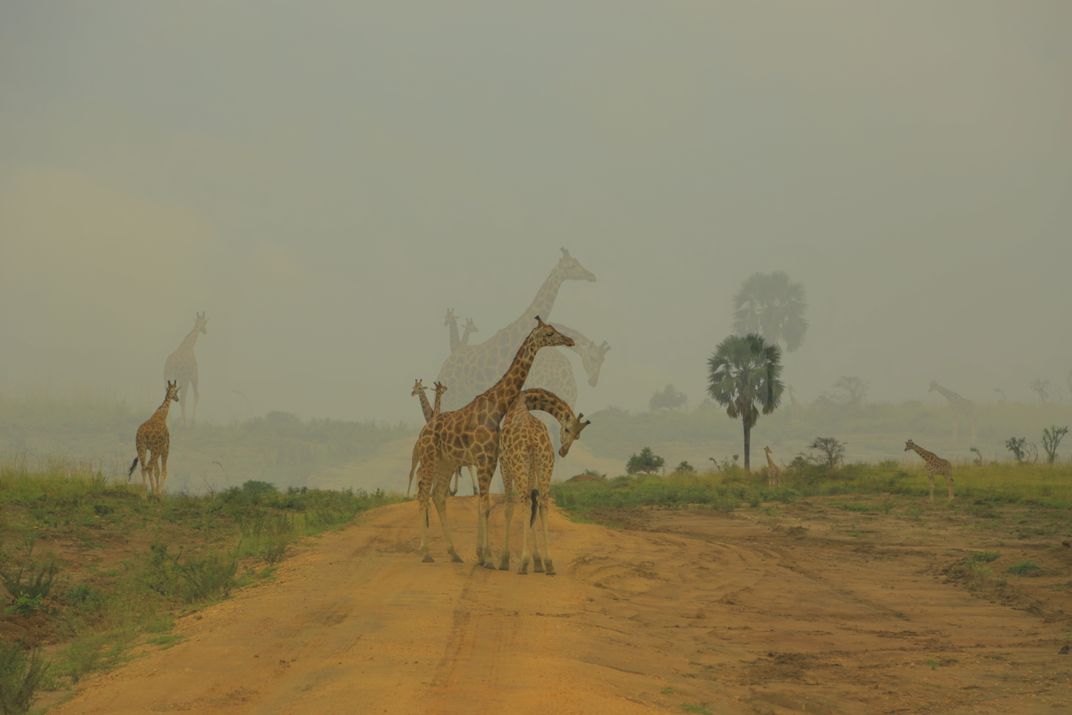 The dancing giraffes | Smithsonian Photo Contest | Smithsonian Magazine