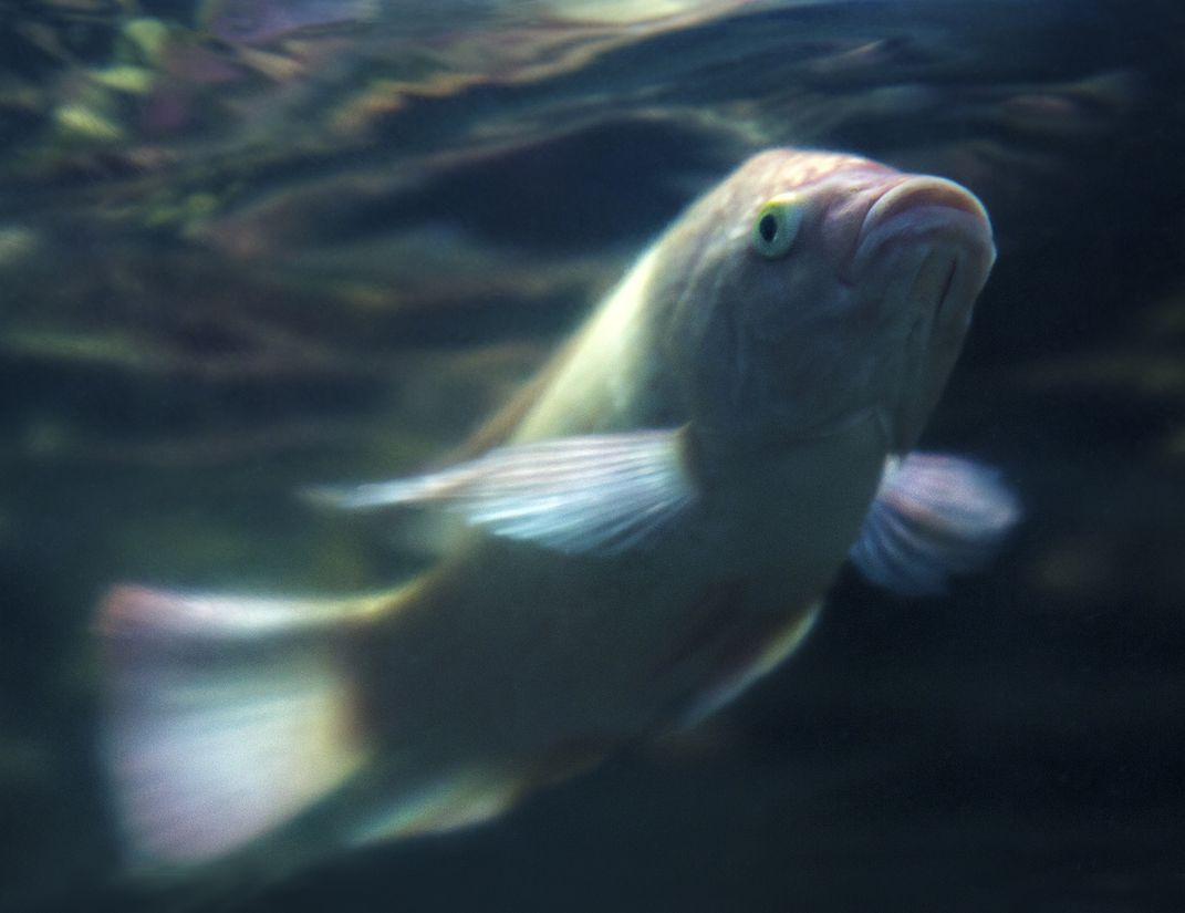 Fish photographed at Shedd Aquarium. | Smithsonian Photo Contest ...