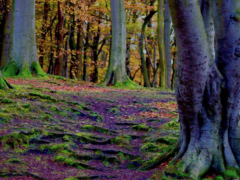 Autumn Fairy Forest | Smithsonian Photo Contest | Smithsonian Magazine